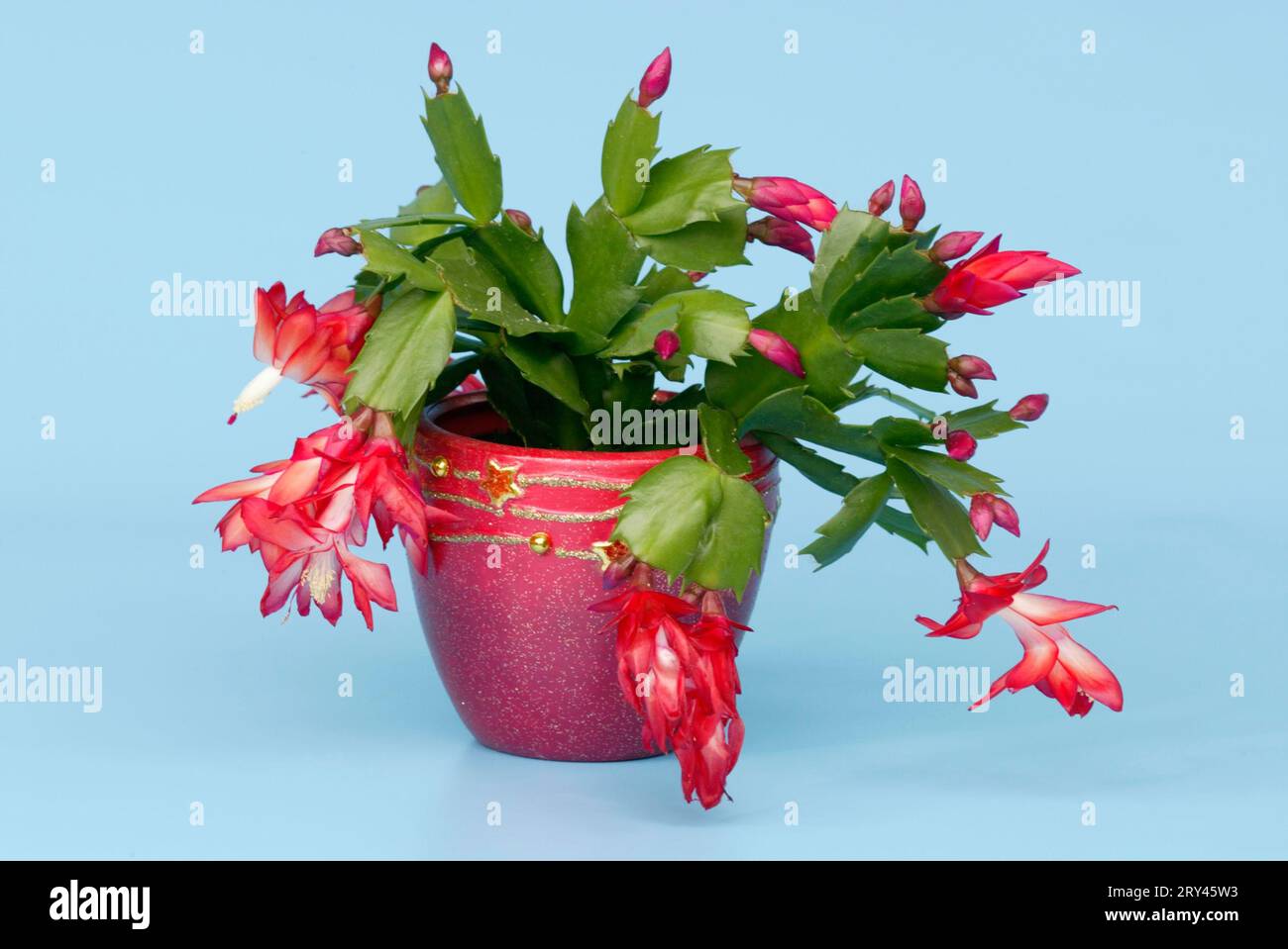 Christmas cactus schlumbergera truncata hi-res stock photography and ...
