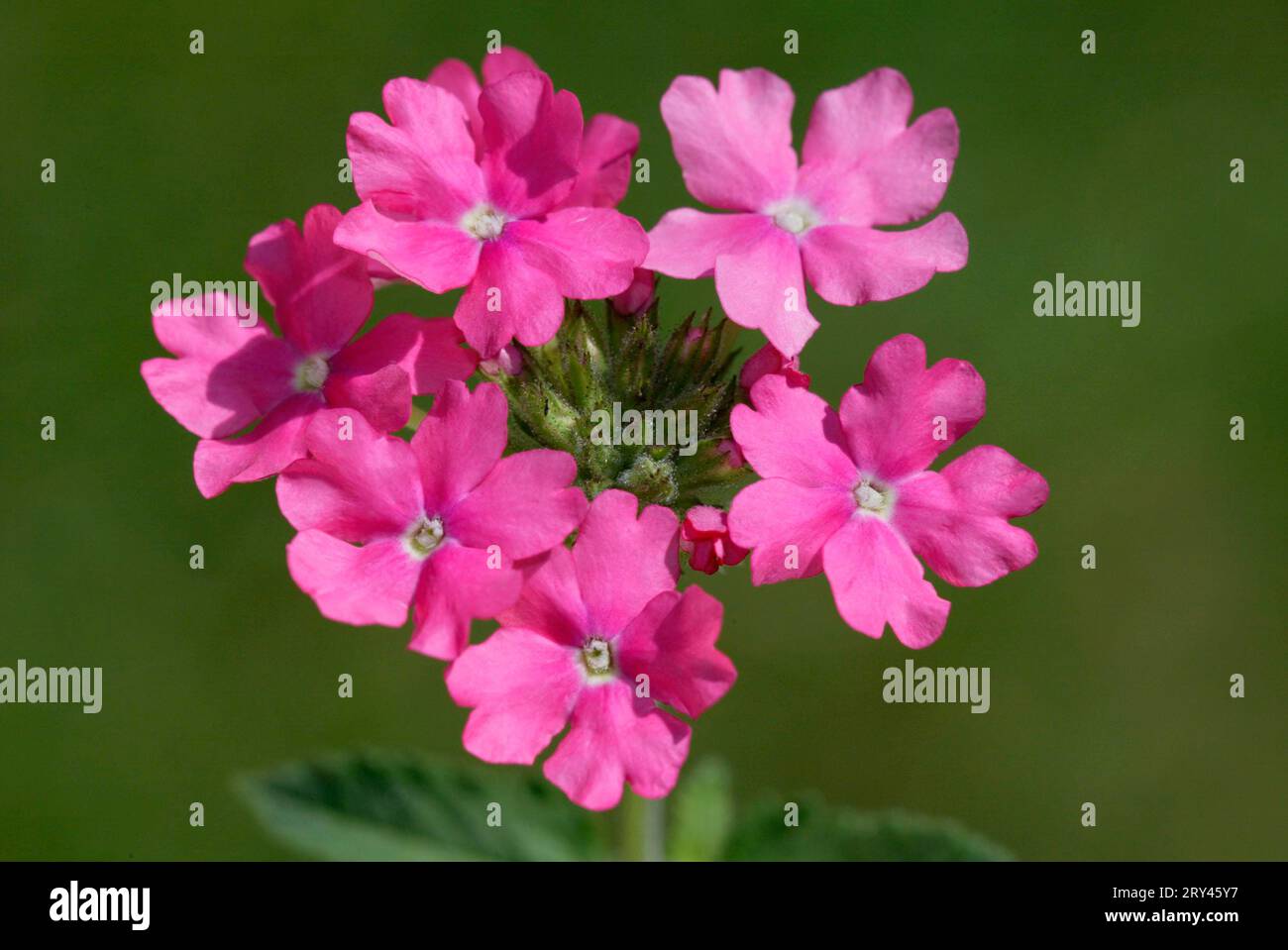 Vervain (Verbena hybride), Verbene, Blumen, flowers, Gartenpflanzen ...