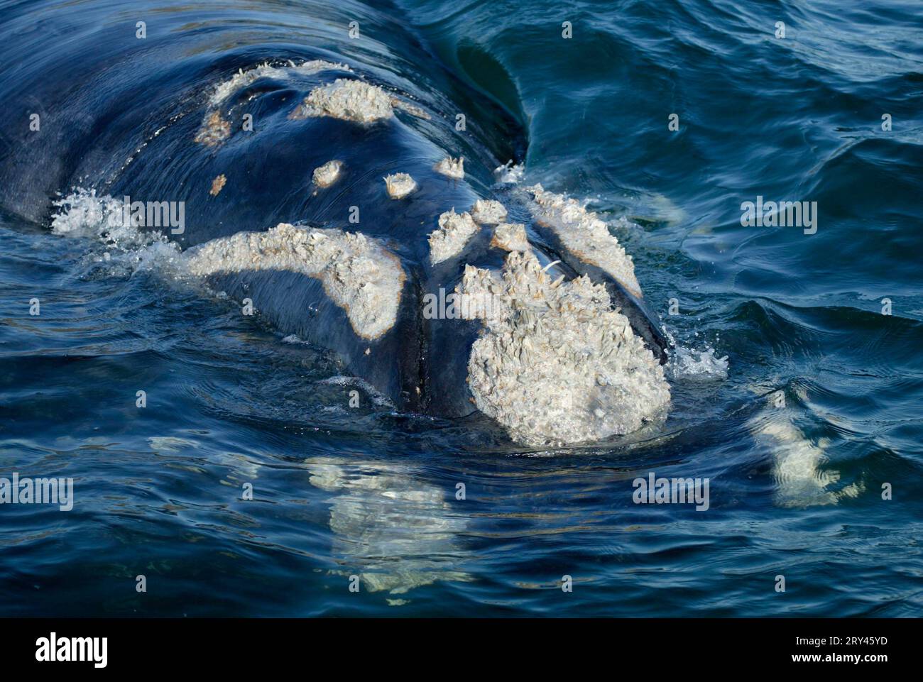 Southern Right Whale (Eubalaena australis), South Africa (Balaena ...