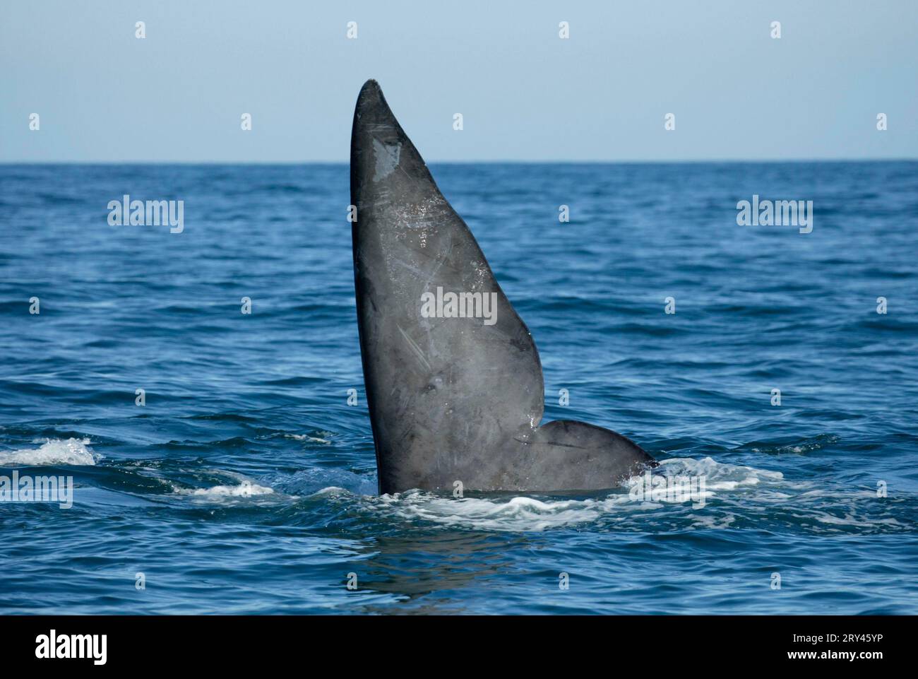 Southern Right Whale (Eubalaena australis), tail fin, South Africa ...