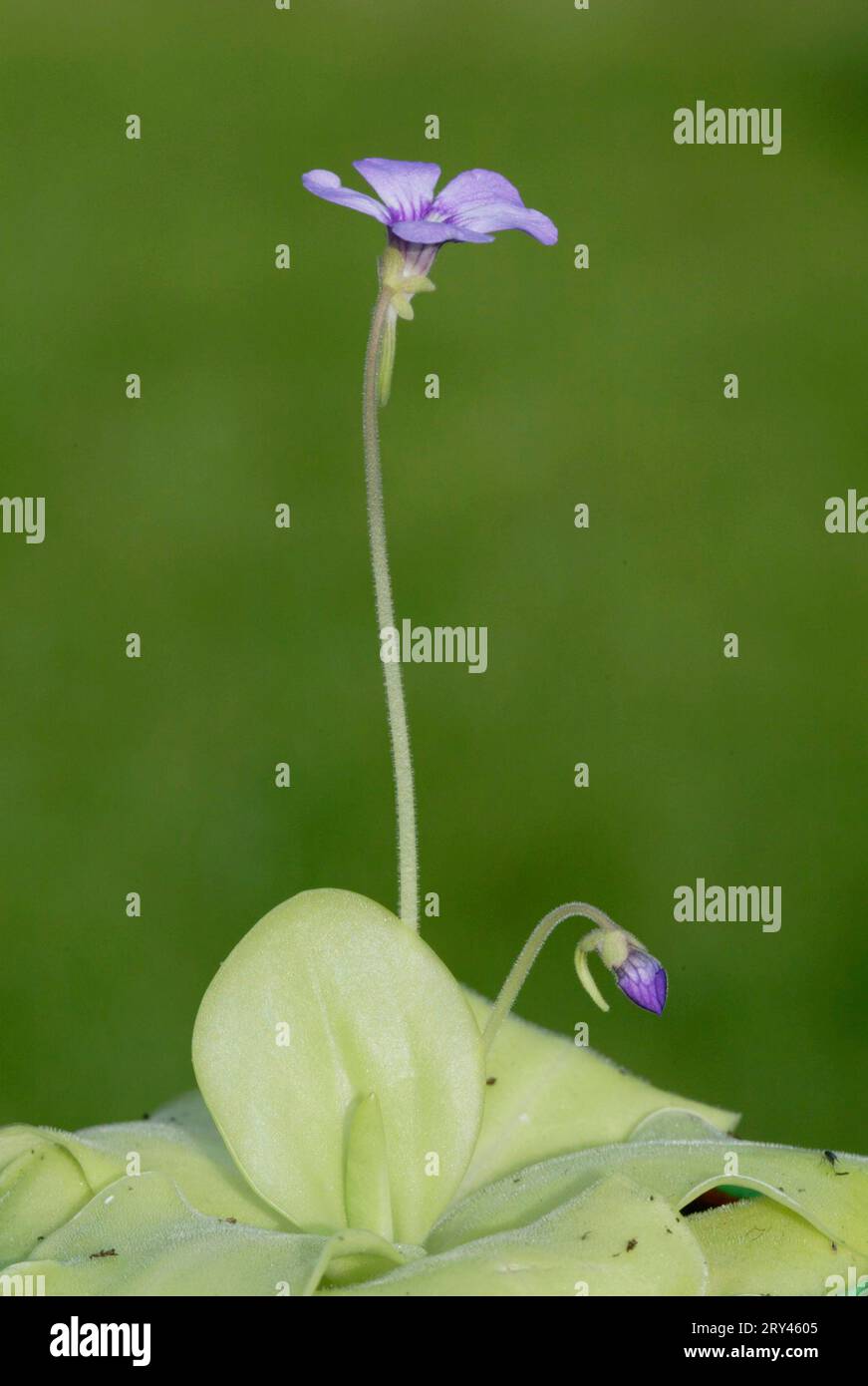 Pinguicula (Pinguicula), Lentibulariaceae Stock Photo - Alamy