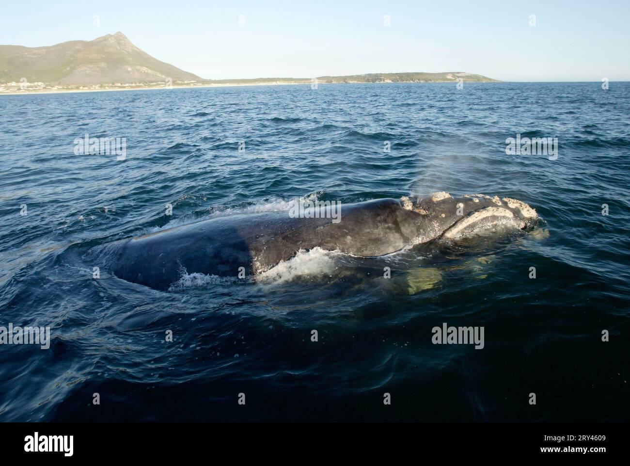 Southern Right Whale (Eubalaena australis), South Africa (Balaena ...