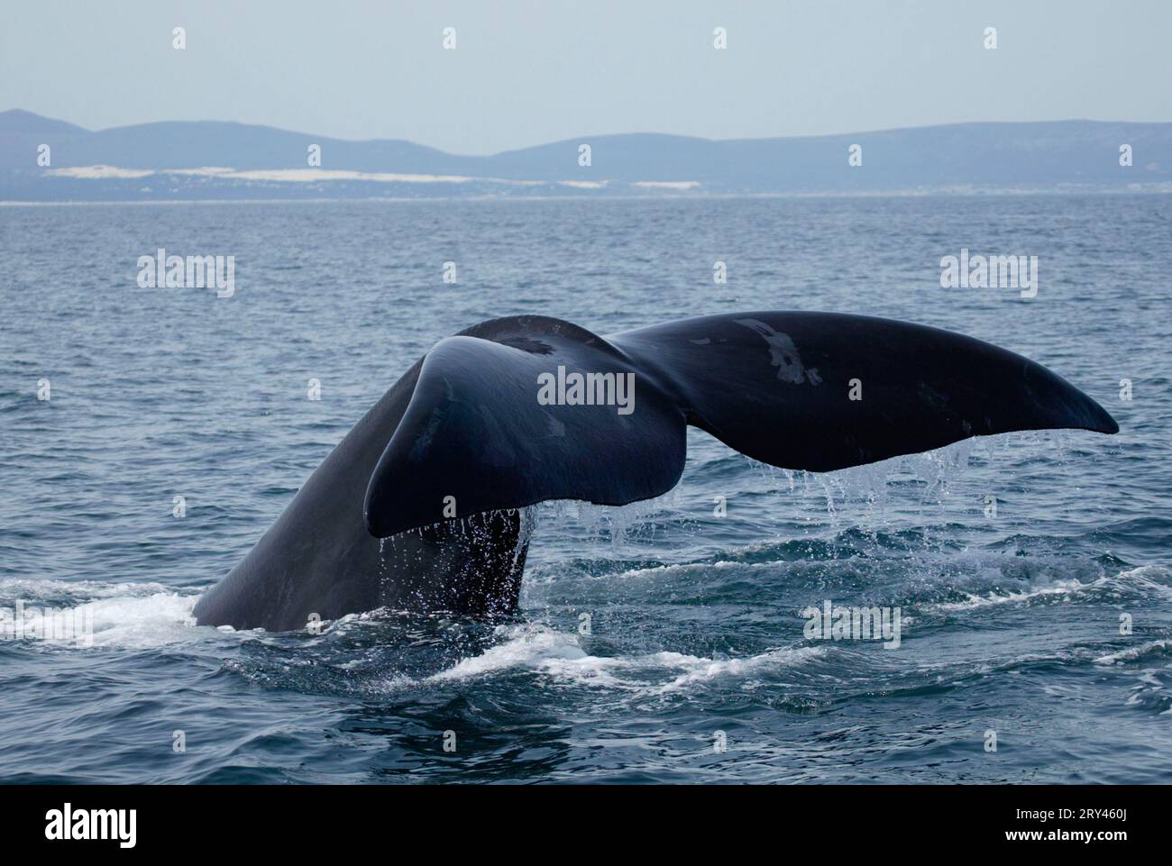 Southern Right Whale (Eubalaena australis) tail fin, South Africa ...
