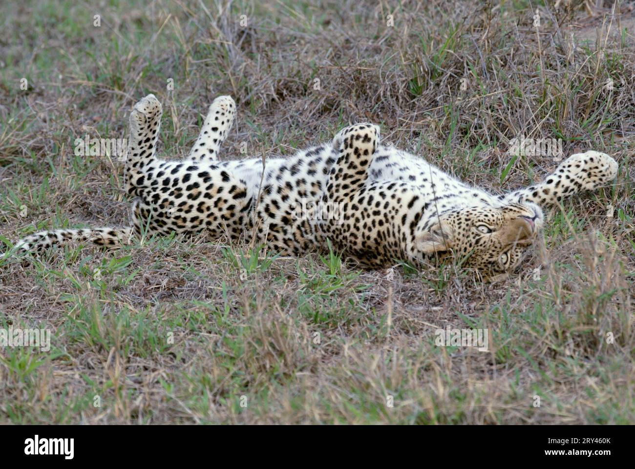 Leopard (Panthera pardus), female, Sabi Sand Game Reserve, South Africa ...