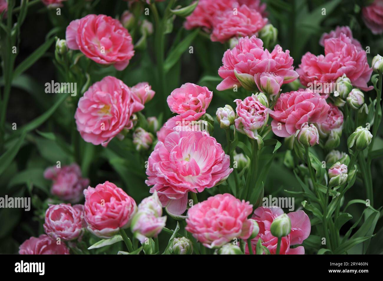 Pink multi-flowered Double Late tulips (Tulipa) Anne Fleur bloom in a ...