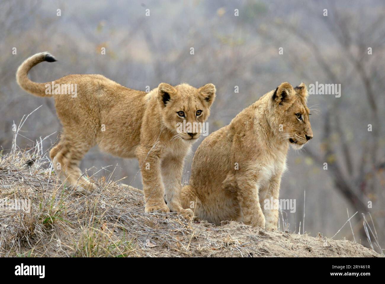 African Lions (Panthera leo), cubs, Sabi Sand Game Reserve, South ...