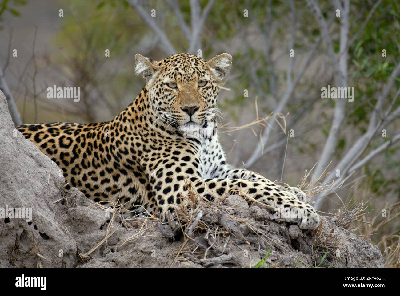 Leopard (Panthera pardus), female, Sabi Sand Game Reserve, South Africa ...