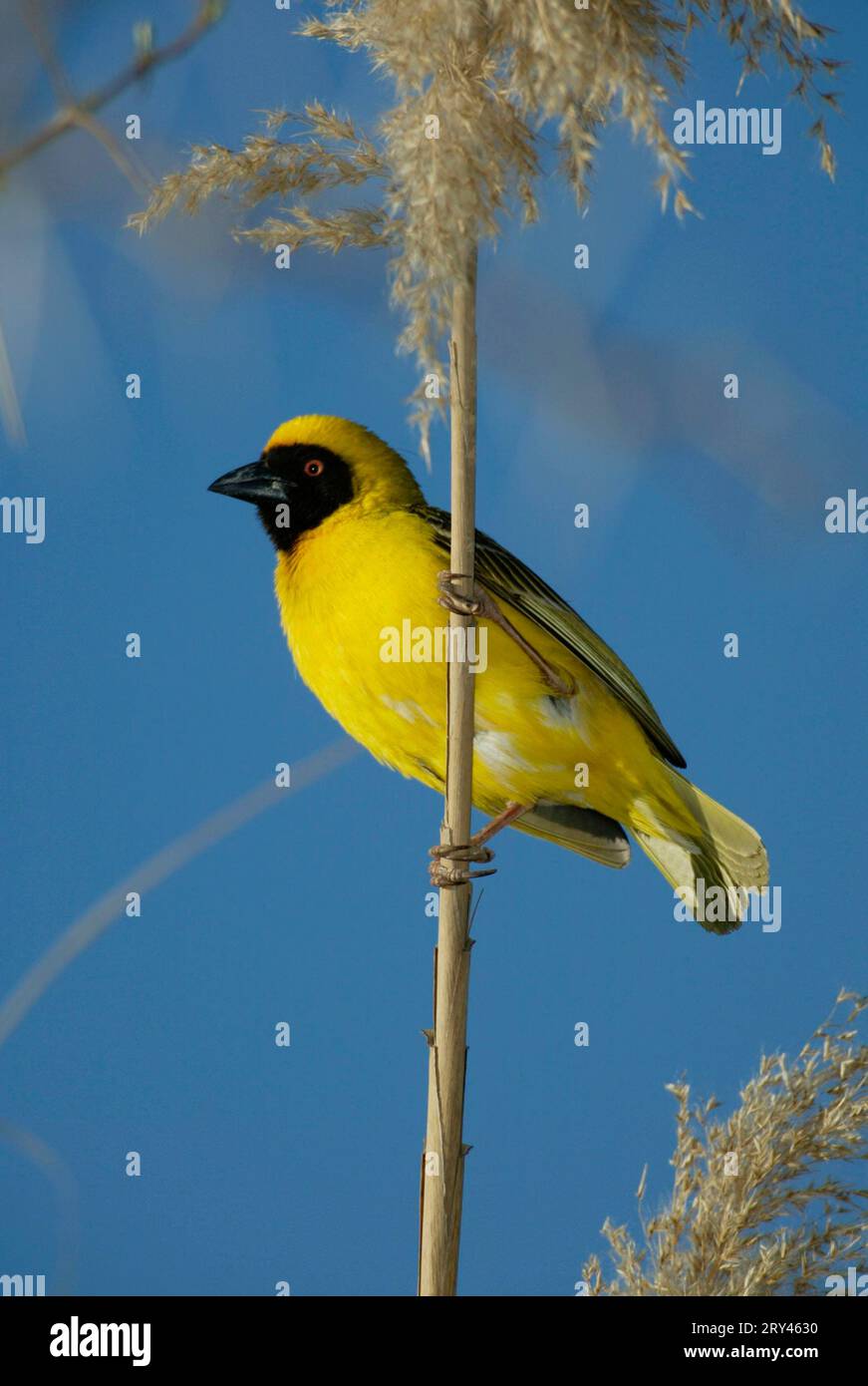 African yellow weaver hi-res stock photography and images - Alamy