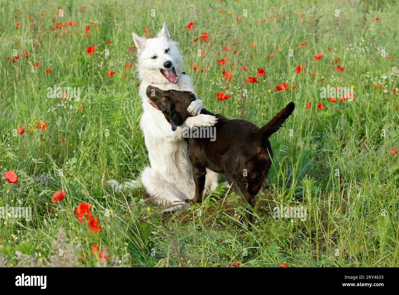 Labrador Retriever, brown, and Swiss Shepherd Dog, American Canadian ...