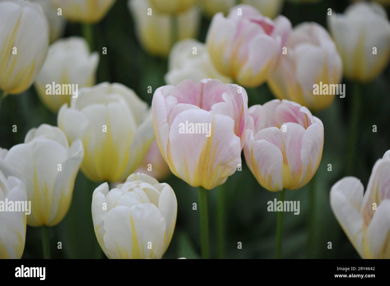 White with yellow and pink hints Triumph tulips (Tulipa) Antarctica ...