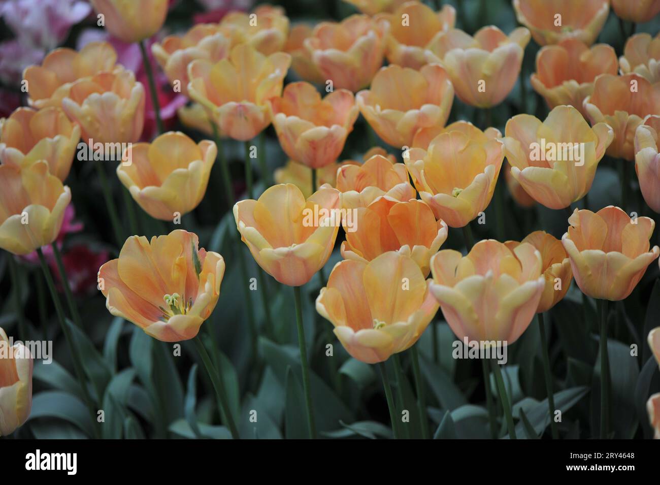 Orange Triumph tulips (Tulipa) Apricot Foxx bloom in a garden in April ...