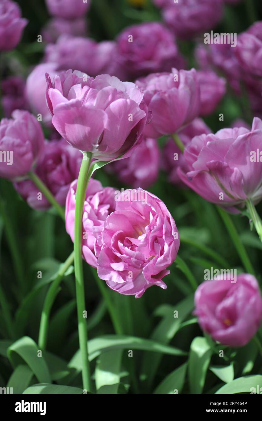 Mauve peony-flowered Double Late tulips (Tulipa) Backpacker bloom in a ...
