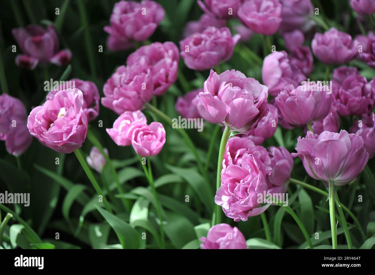 Mauve peony-flowered Double Late tulips (Tulipa) Backpacker bloom in a ...