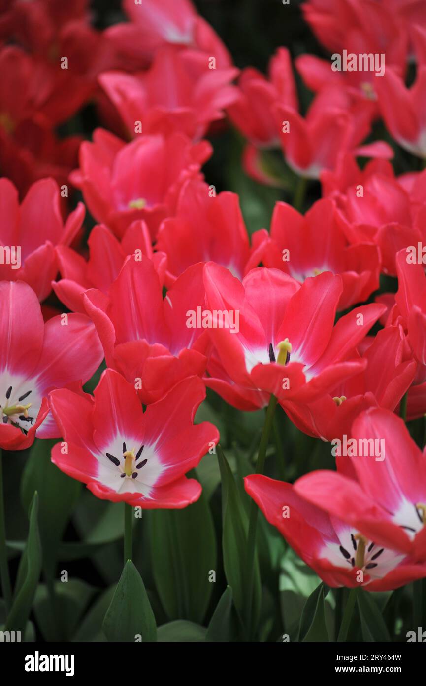 Red and white tulips (Tulipa) Backstage bloom in a garden in April ...