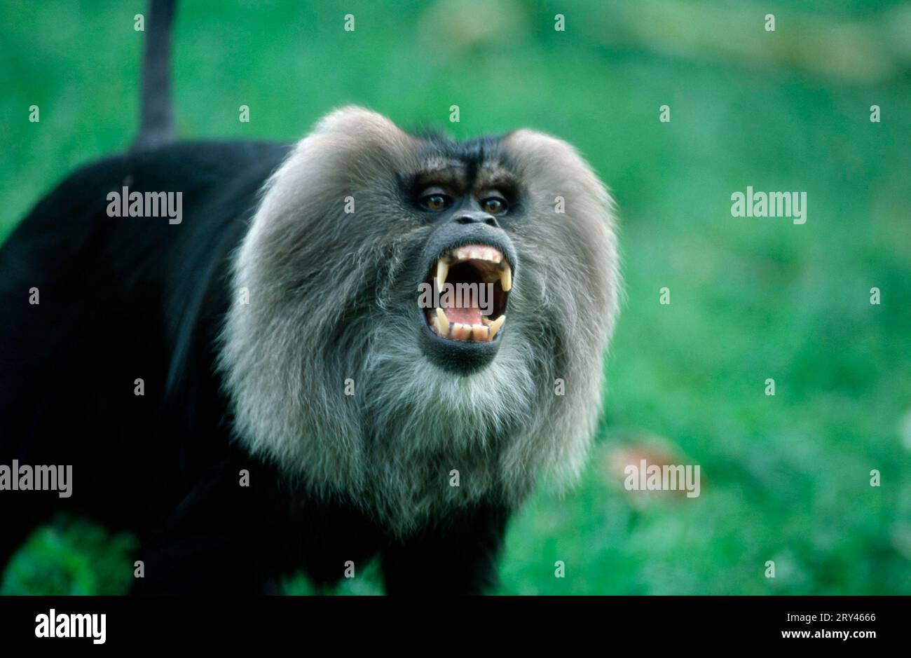 Lion-tailed macaque (Macaca silenus Stock Photo - Alamy