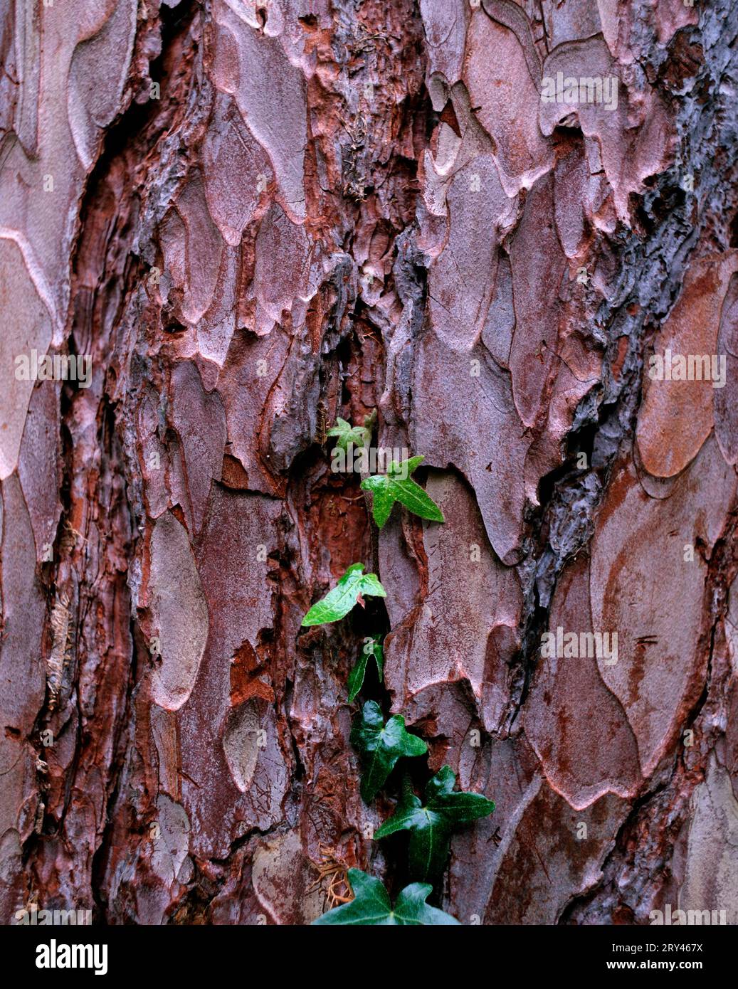 Ivy at pine tree bark, ivy (Hedera) on pine bark, plants, plants, ivy ...