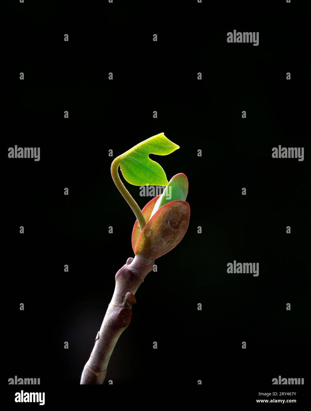 Tulip tree leaf breaking through bud, tulip tree (Liriodendron ...