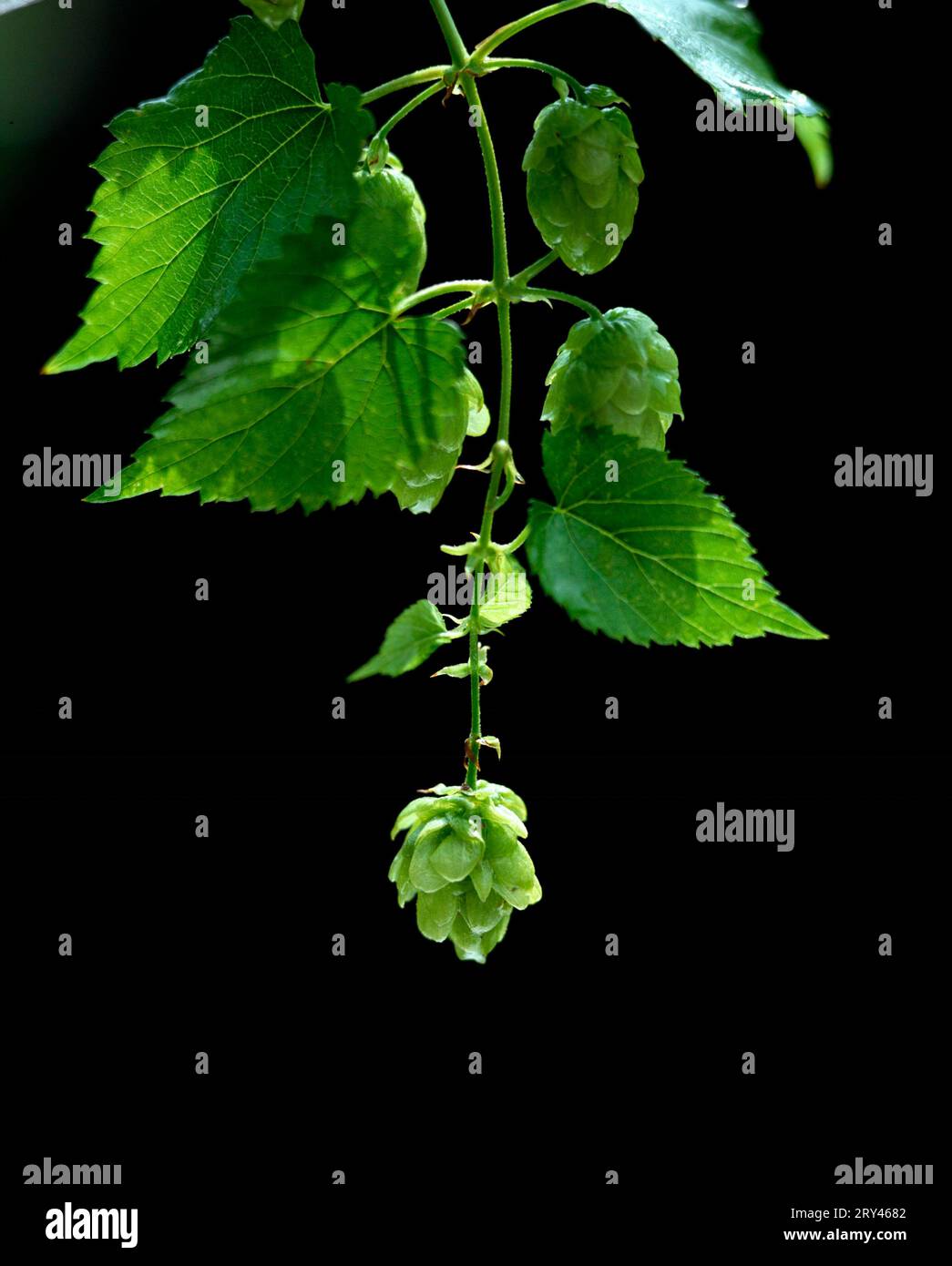 Common hop (Humulus lupulus) female flowers Stock Photo - Alamy