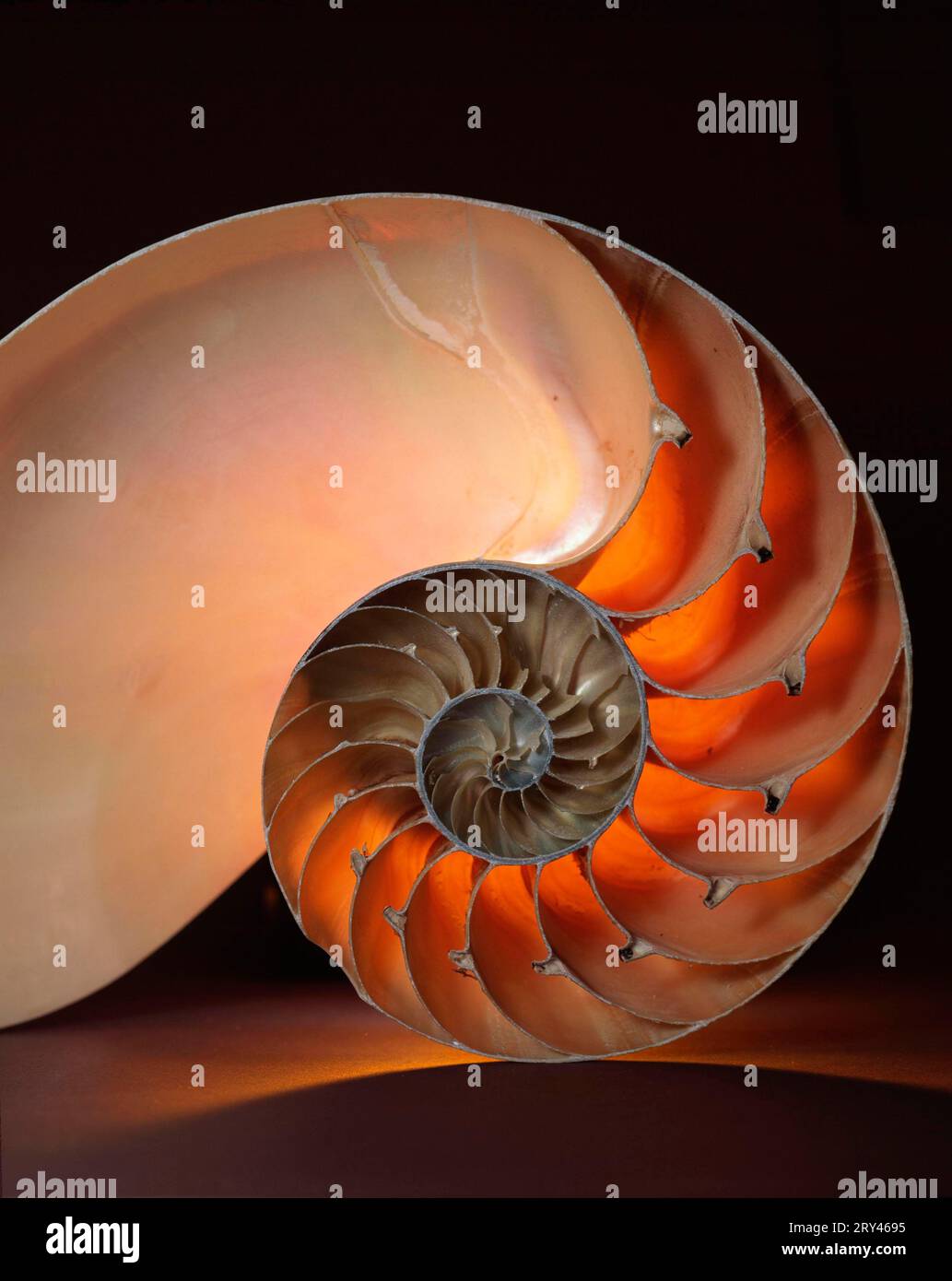 Cross-section of the shell of the common pearl boat (Nautilus pompilius ...