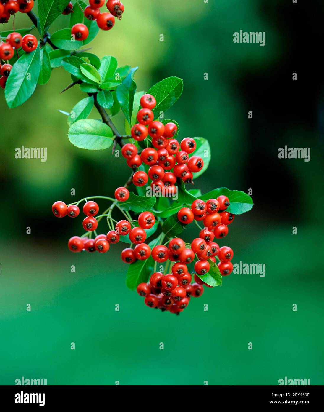 Firethorn berries (Pyracantha coccinea Stock Photo - Alamy