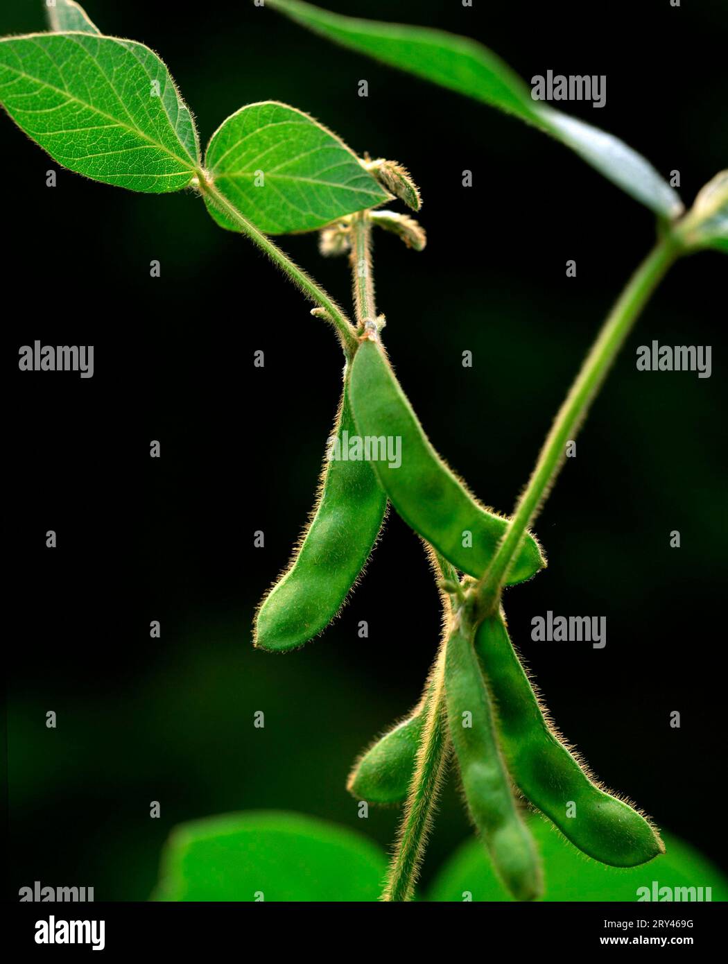 Soybean fruits, beanfruit (Glycine max) pod, useful plants ...