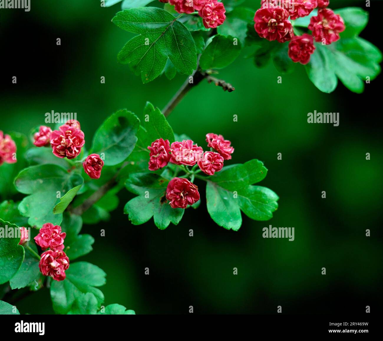 Crataegus oxyacantha hi-res stock photography and images - Alamy
