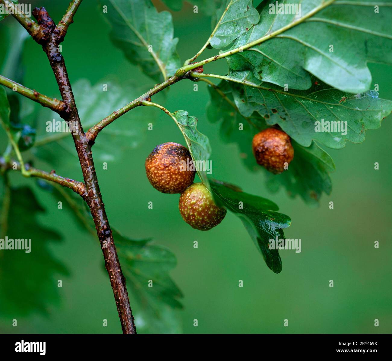 Gall on oak leaves hi-res stock photography and images - Alamy