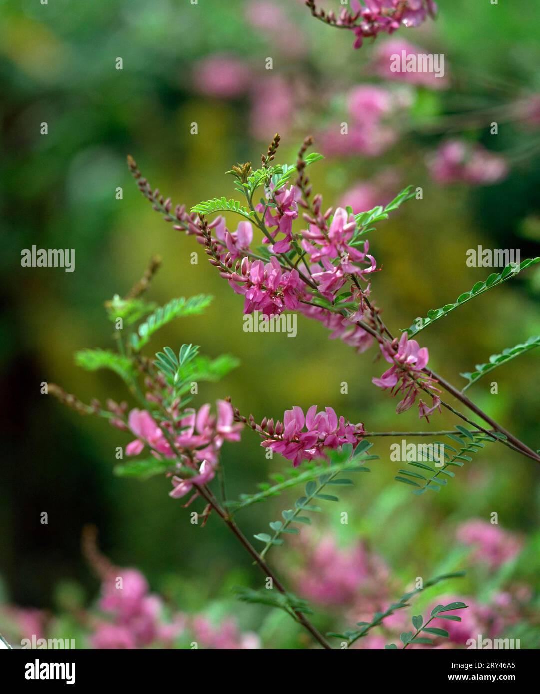 Indigofera tinctoria hi-res stock photography and images - Alamy