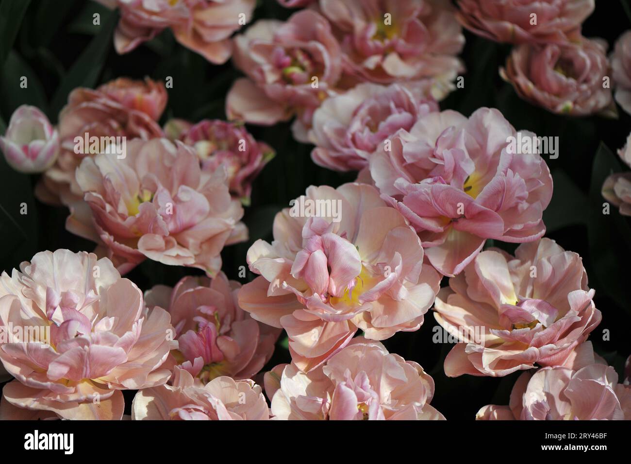 Apricot-pink peony-flowered Double Early tulips (Tulipa) Beachberry ...