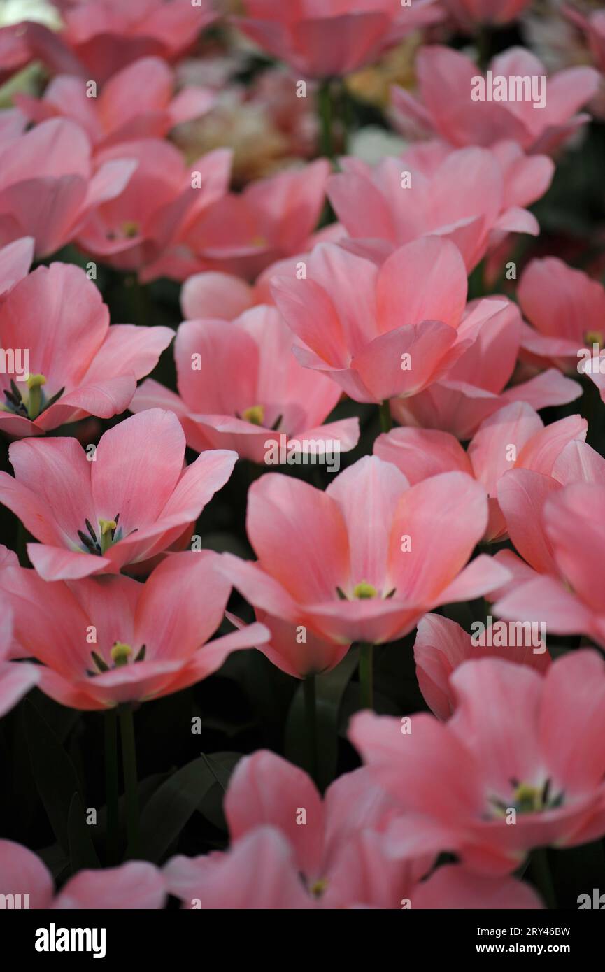 Pink Darwin Hybrid tulips (Tulipa) Bella Blush bloom in a garden in ...