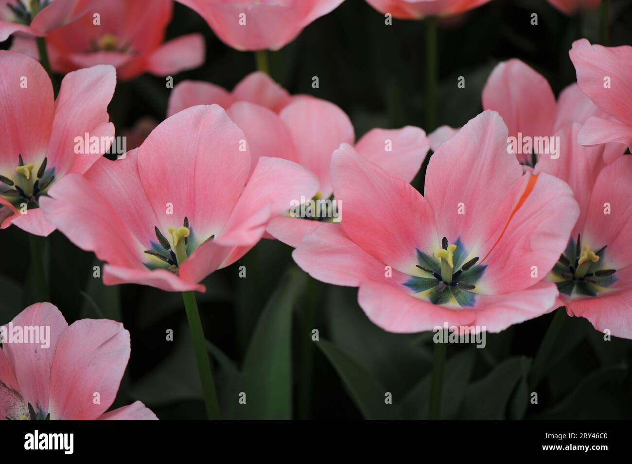 Pink Darwin Hybrid tulips (Tulipa) Bella Blush bloom in a garden in ...