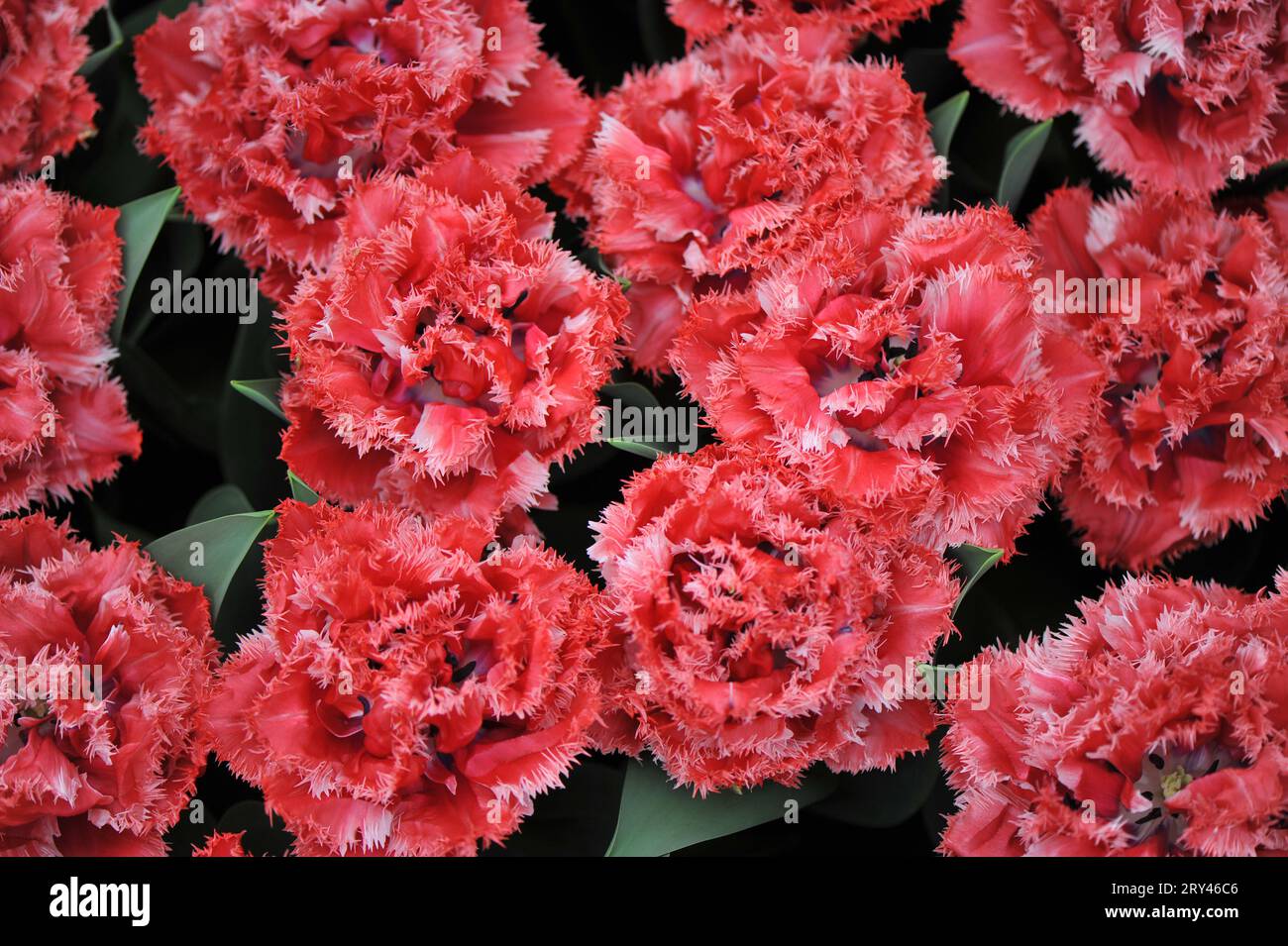 Red double fringed peony-flowered tulips (Tulipa) Bendigo bloom in a ...