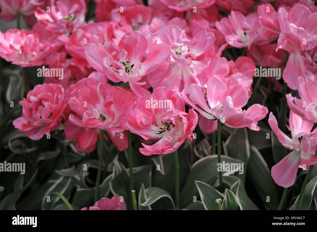 Variegated pink Double Late tulips (Tulipa) Beth Hart bloom in a garden ...