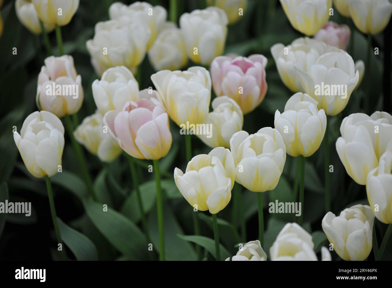 White with yellow and pink hints Triumph tulips (Tulipa) Antarctica ...