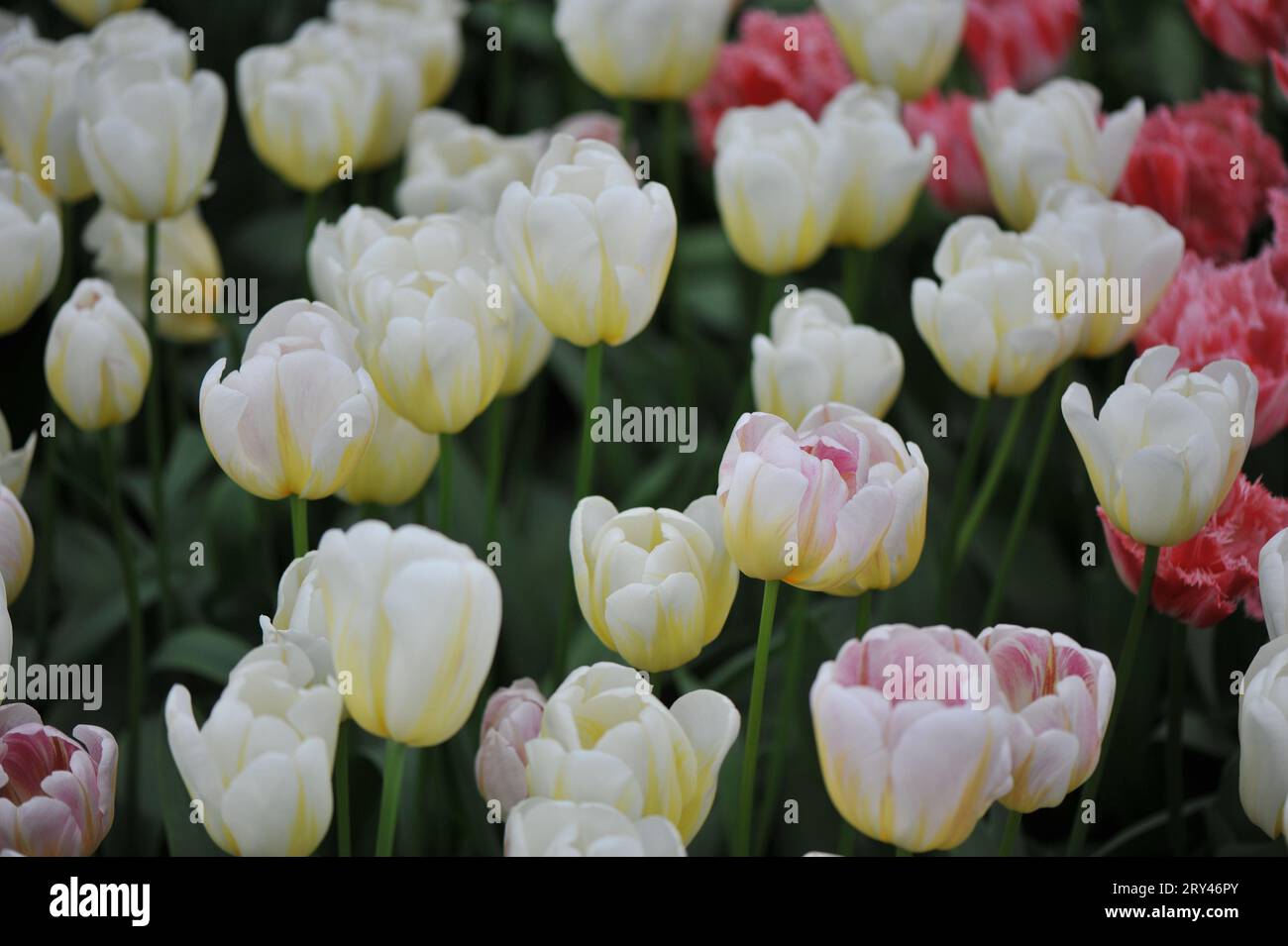 White with yellow and pink hints Triumph tulips (Tulipa) Antarctica ...