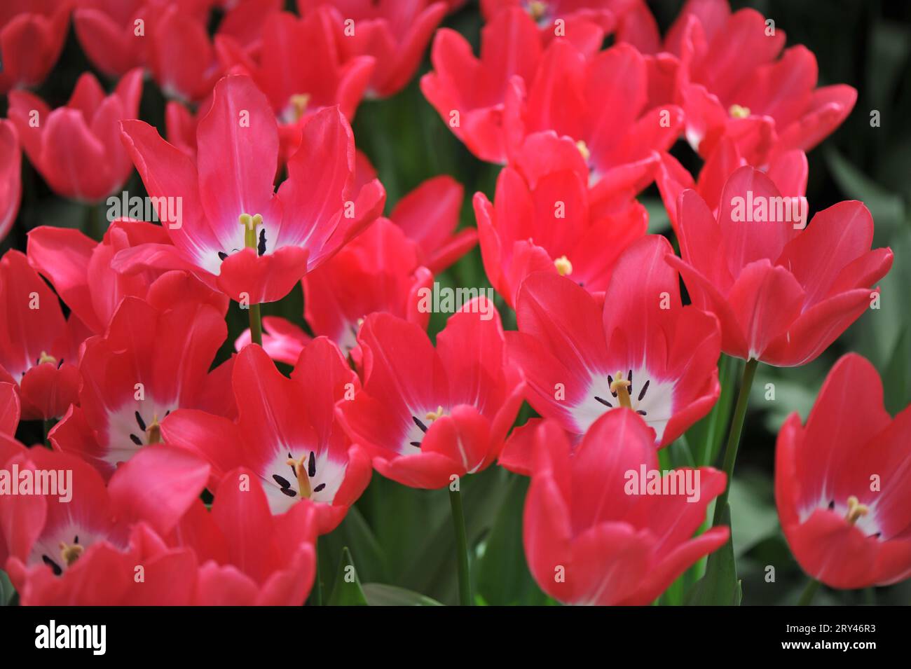 Red and white tulips (Tulipa) Backstage bloom in a garden in April ...