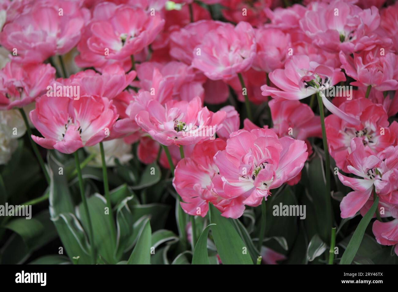 Variegated pink Double Late tulips (Tulipa) Beth Hart bloom in a garden ...