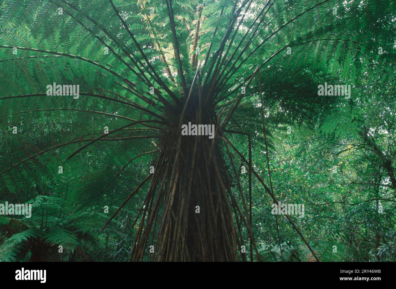 Tree Fern, New Zealand, tree fern, New Zealand, australia, plants, from ...