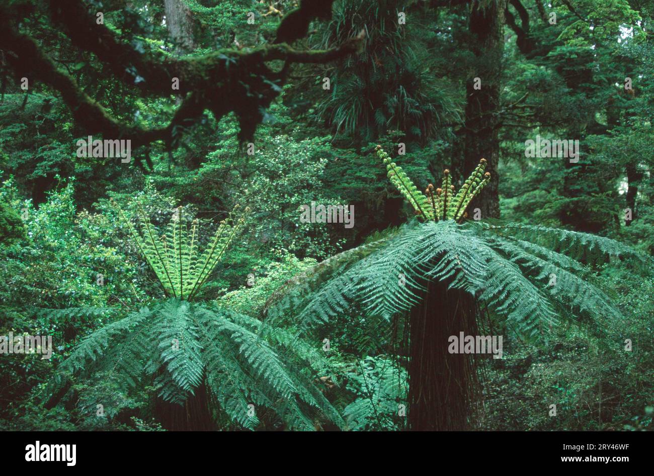 Temperate rainforest, Te Urewera National Park, New Zealand Stock Photo ...