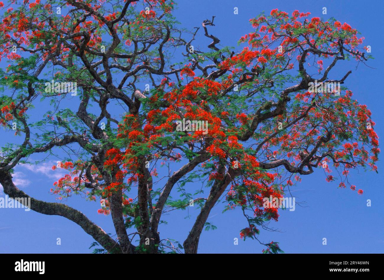Flame tree brachychiton acerifolium hi-res stock photography and images ...