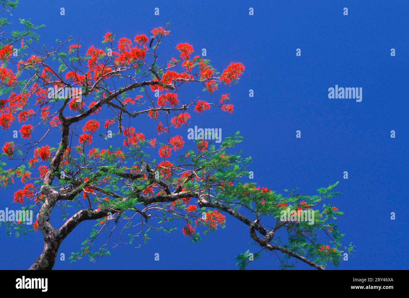 Flame tree brachychiton acerifolium hi-res stock photography and images ...