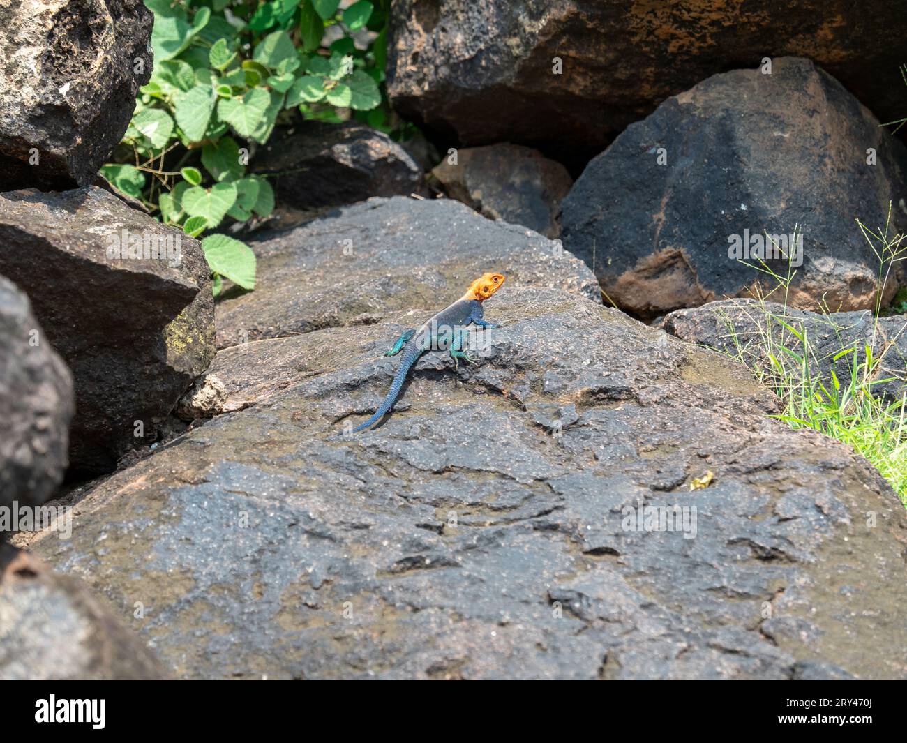 Agama reptile in kenya hi-res stock photography and images - Alamy