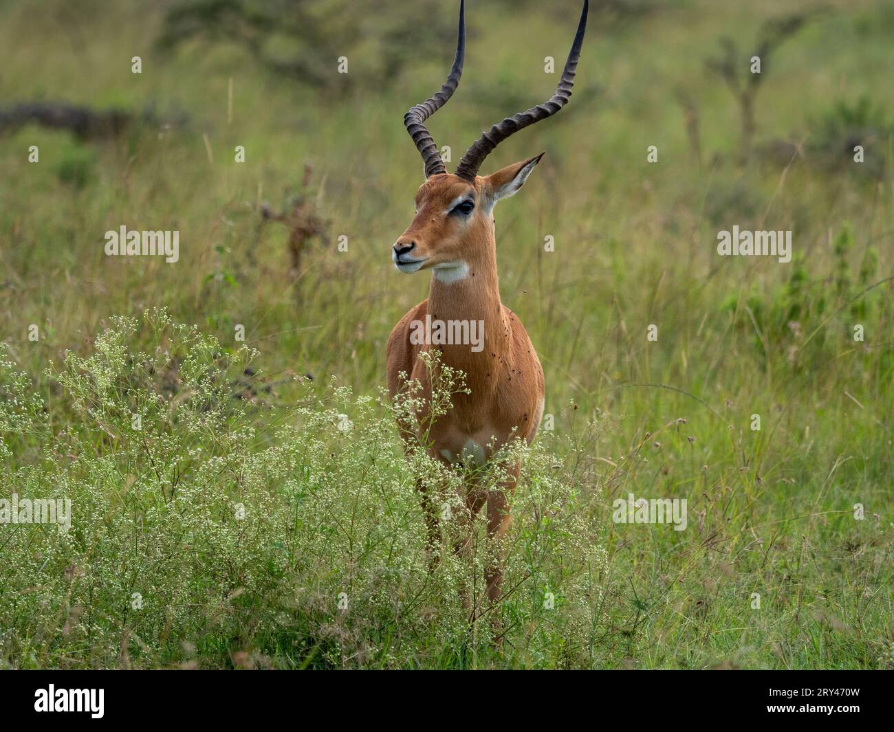 Nairobi national park hi-res stock photography and images - Alamy