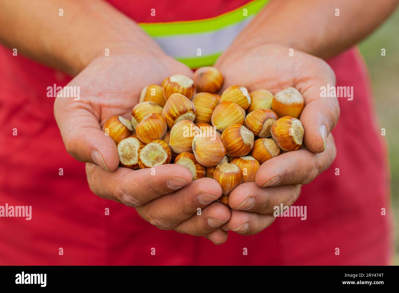 Farmer show green hazelnuts hi-res stock photography and images - Alamy