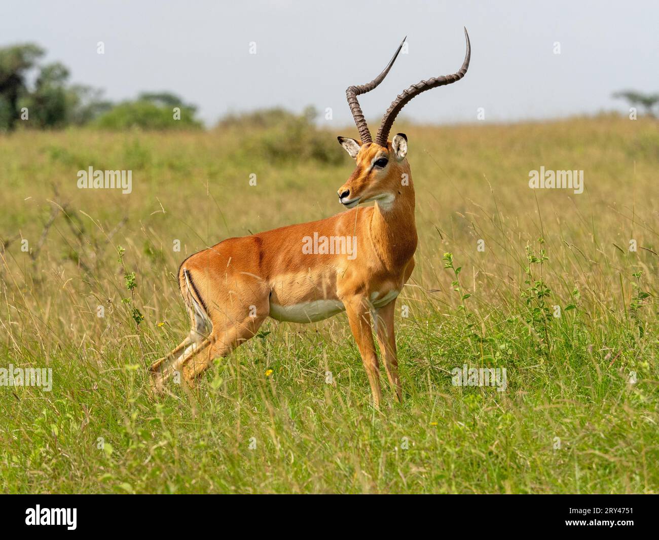 Male impala in Nairobi National Park, Kenya Stock Photo - Alamy