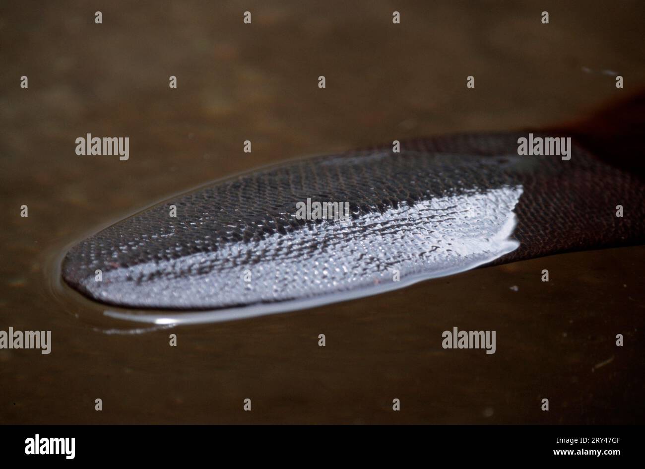 Beaver European beaver (Castor fiber), beaver tail, trowel Stock Photo ...