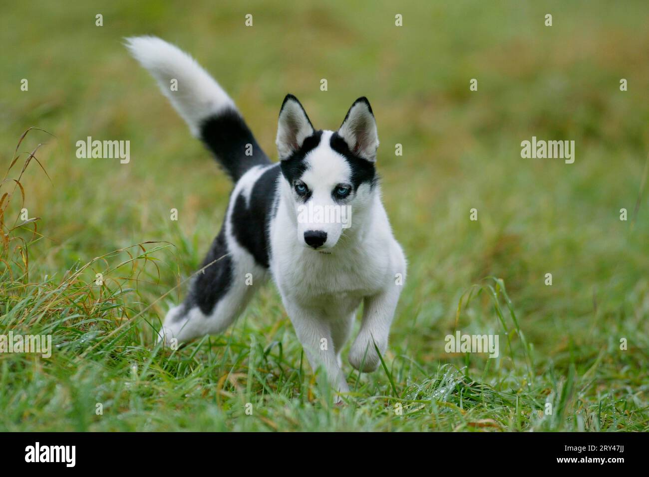 SIBERIA HUSKY/4 MONTHS OLD Stock Photo - Alamy