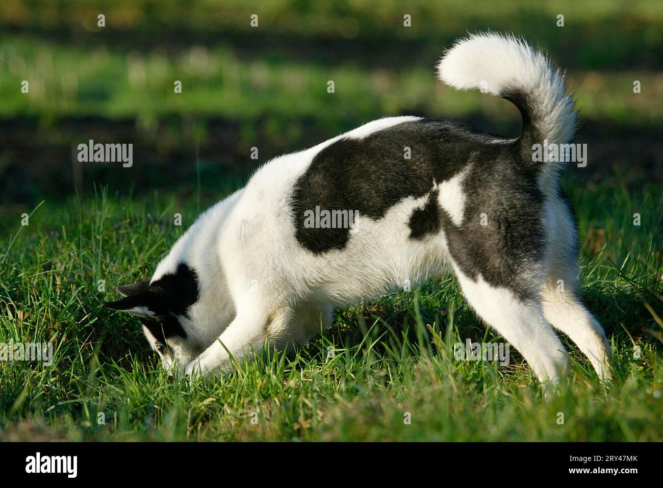 Chasing mouse hi-res stock photography and images - Alamy