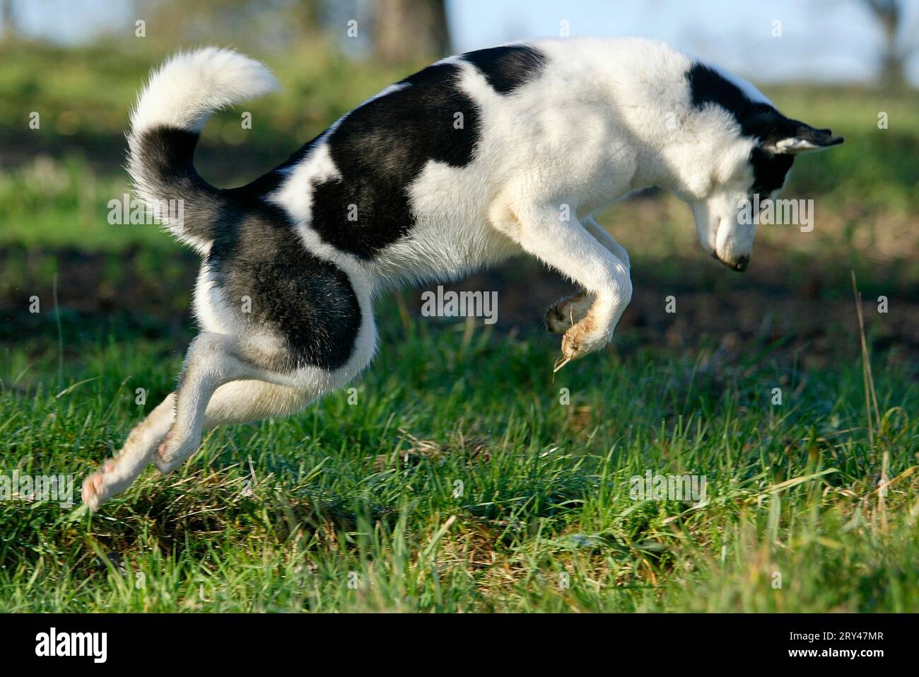 White mouse field hi-res stock photography and images - Alamy