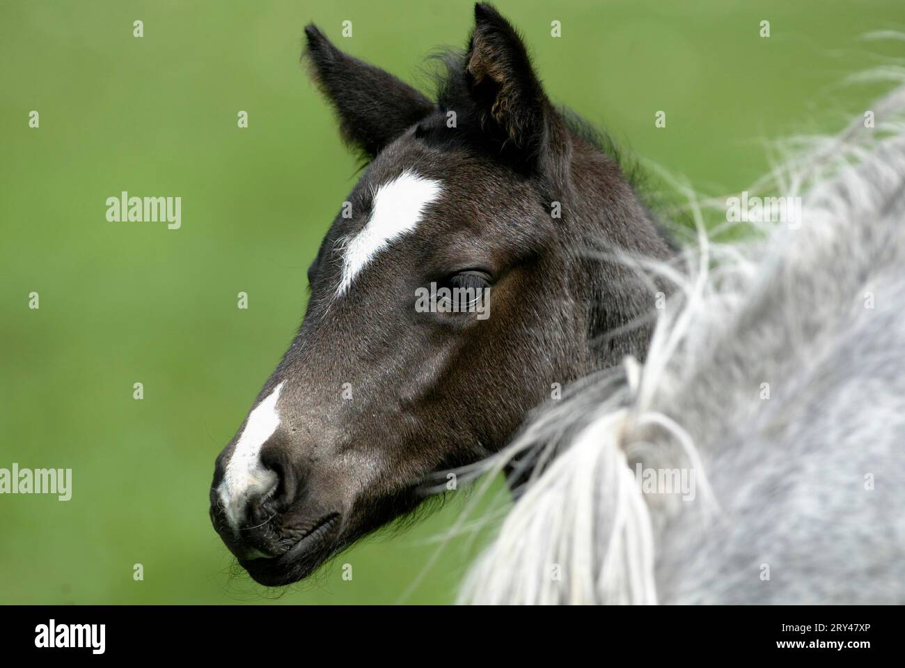 German Riding Pony Stock Photo - Alamy
